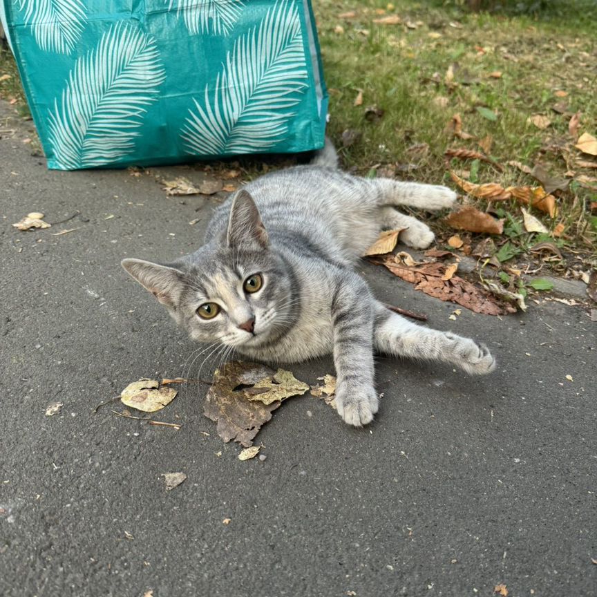 Котенок 4 месяца ищет дом
