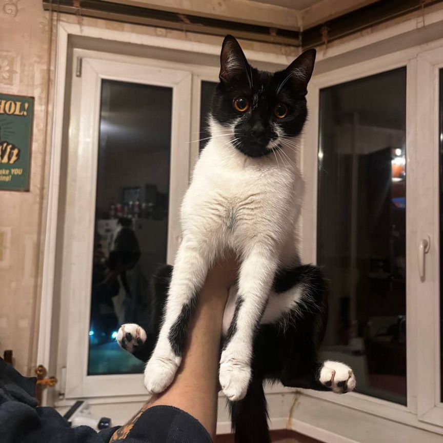 Кошка в добрые руки