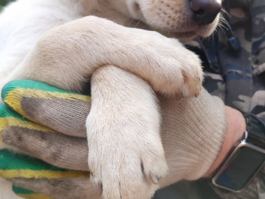 Щенки лабрадора палевые