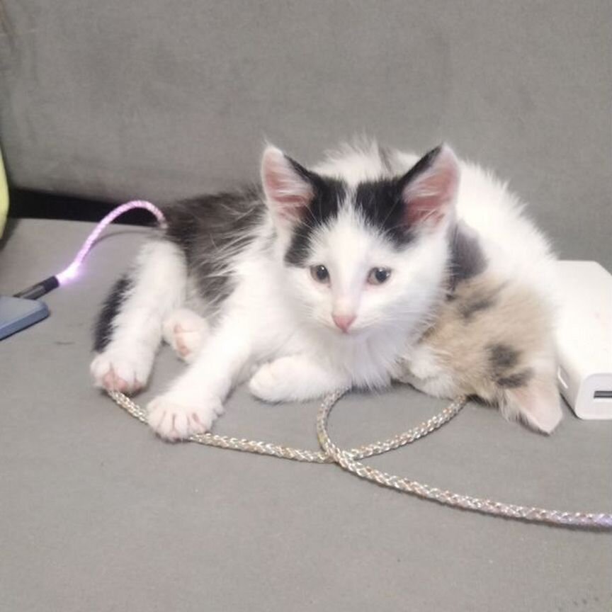 Котёнок в добрые руки