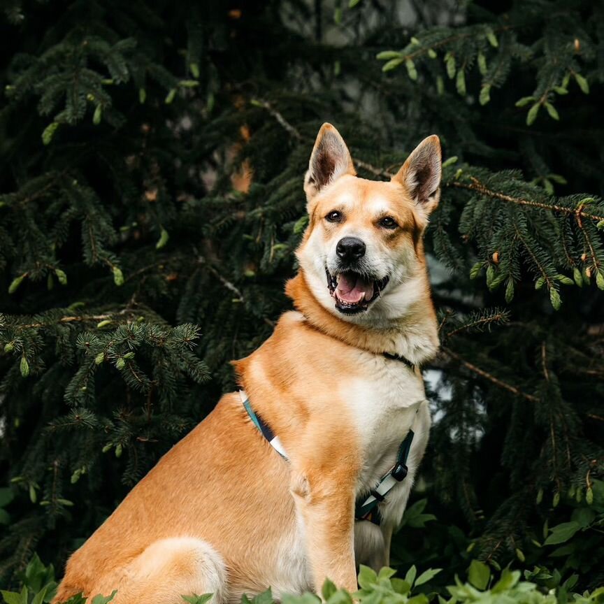 Собака в добрые руки