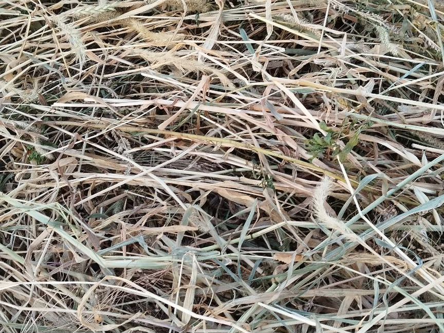 Продам сено