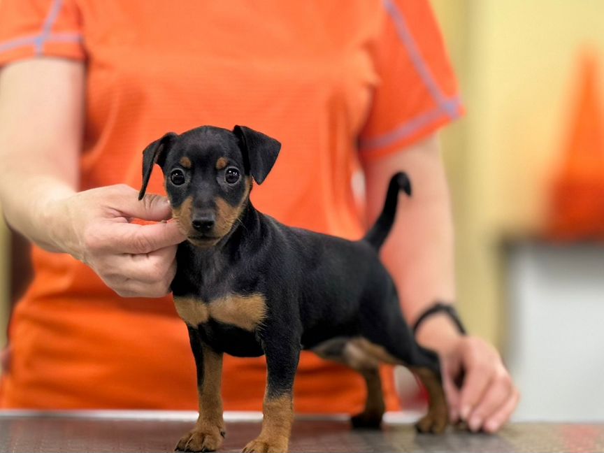 Щенки цвергпинчера