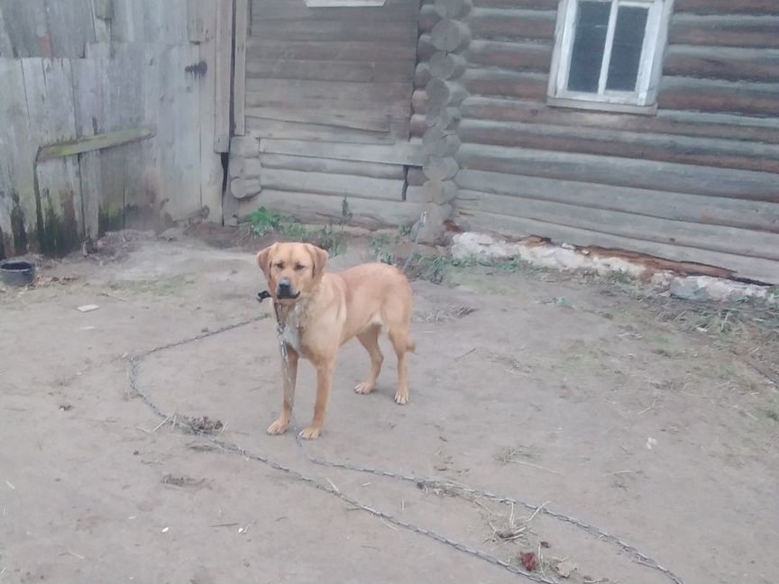Метис тибетского мастифа