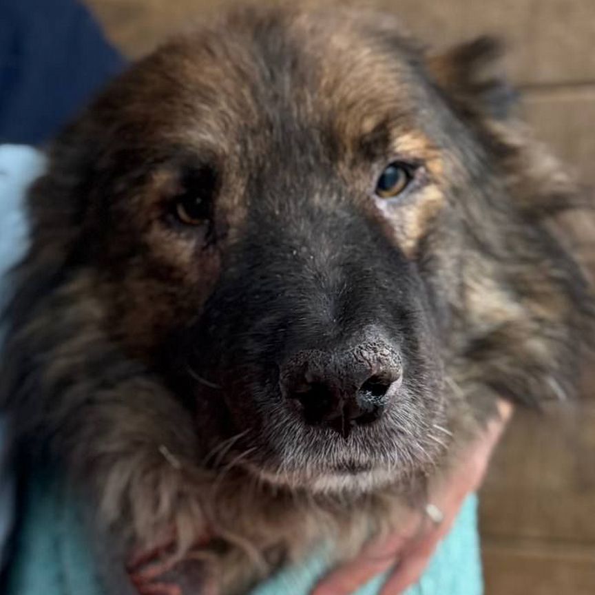 Взрослый пёс в добрые руки