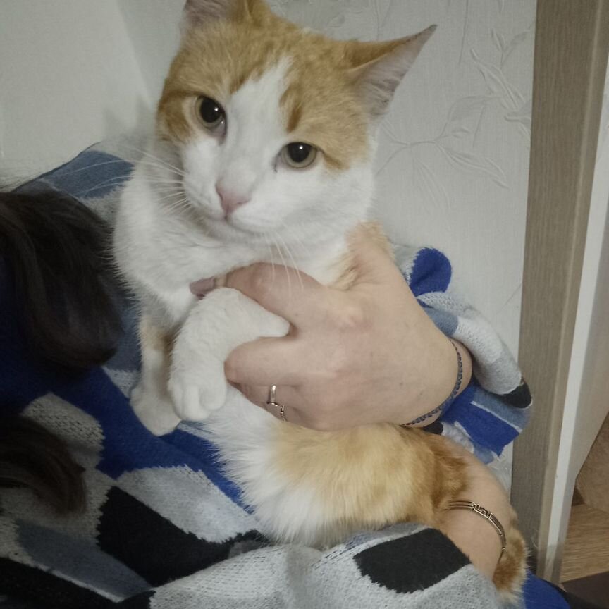 Кошки в добрые руки даром