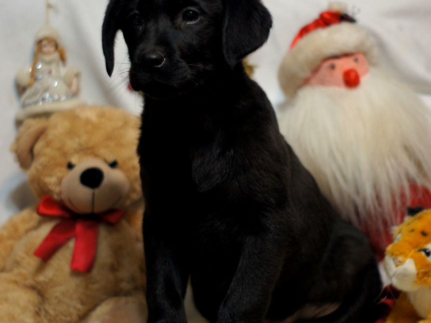 Щенки лабрадора