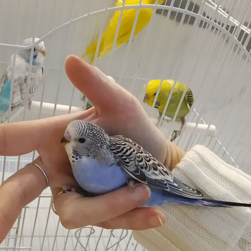 Малышня волнистиков