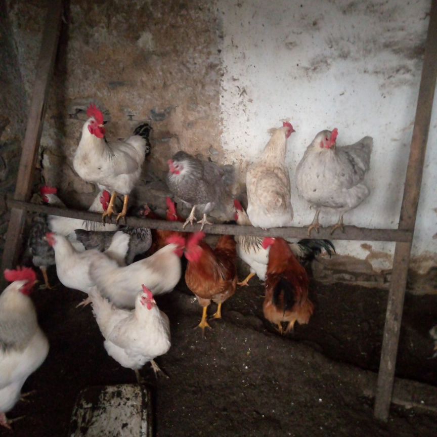 Молодые петухи