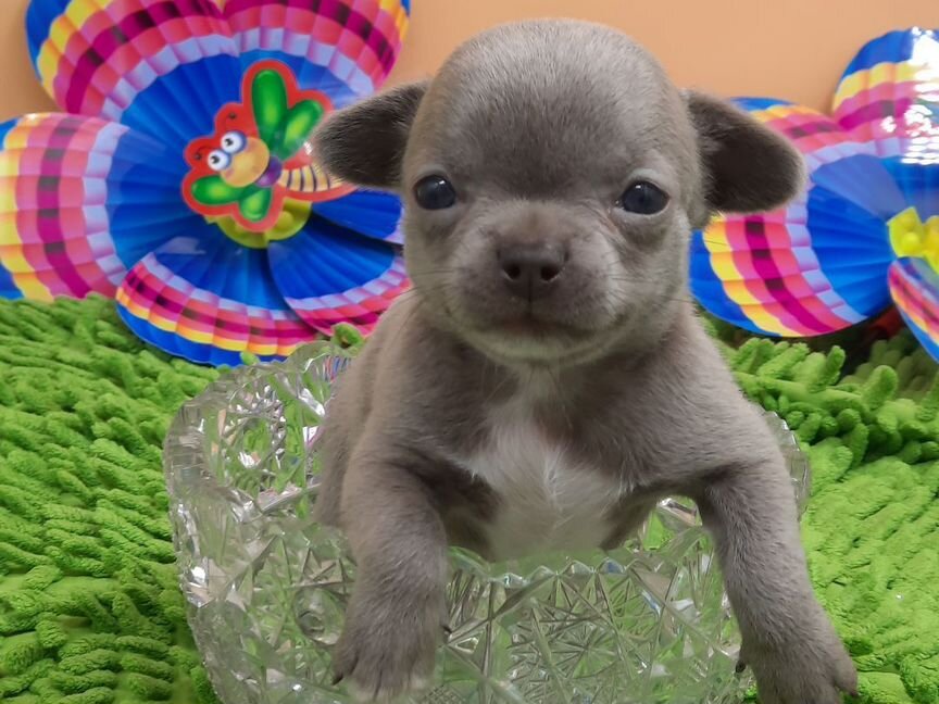 Лиловый мальчуган