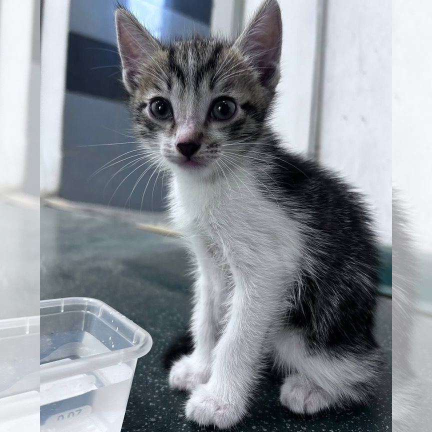 Котёнок в добрые руки