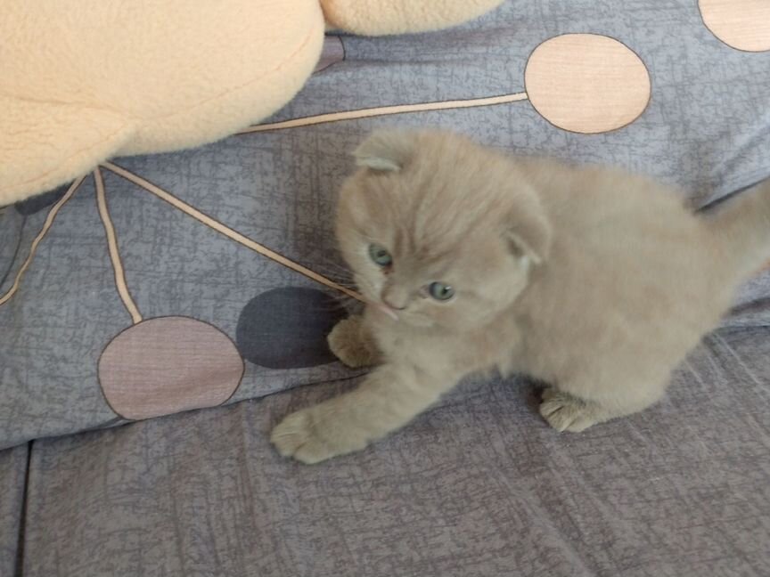 Шотландская вислоухая кошка