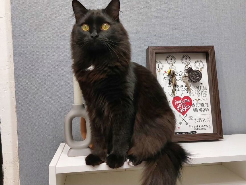 Котопес в дар