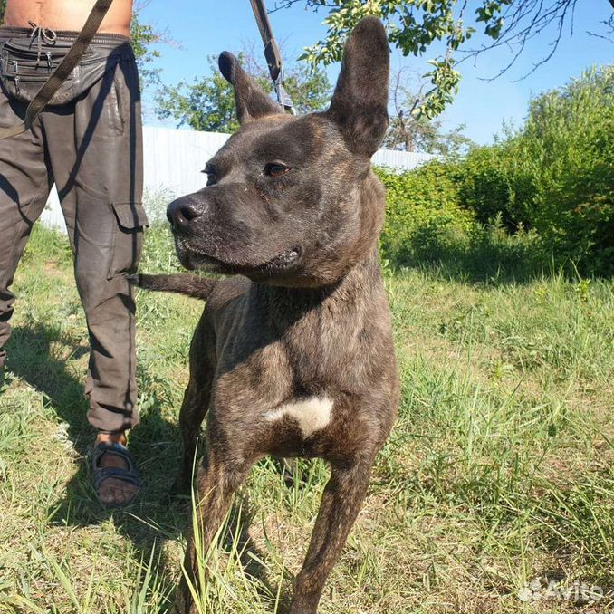 Крутой кобель метис добрый парень в лучшие руки