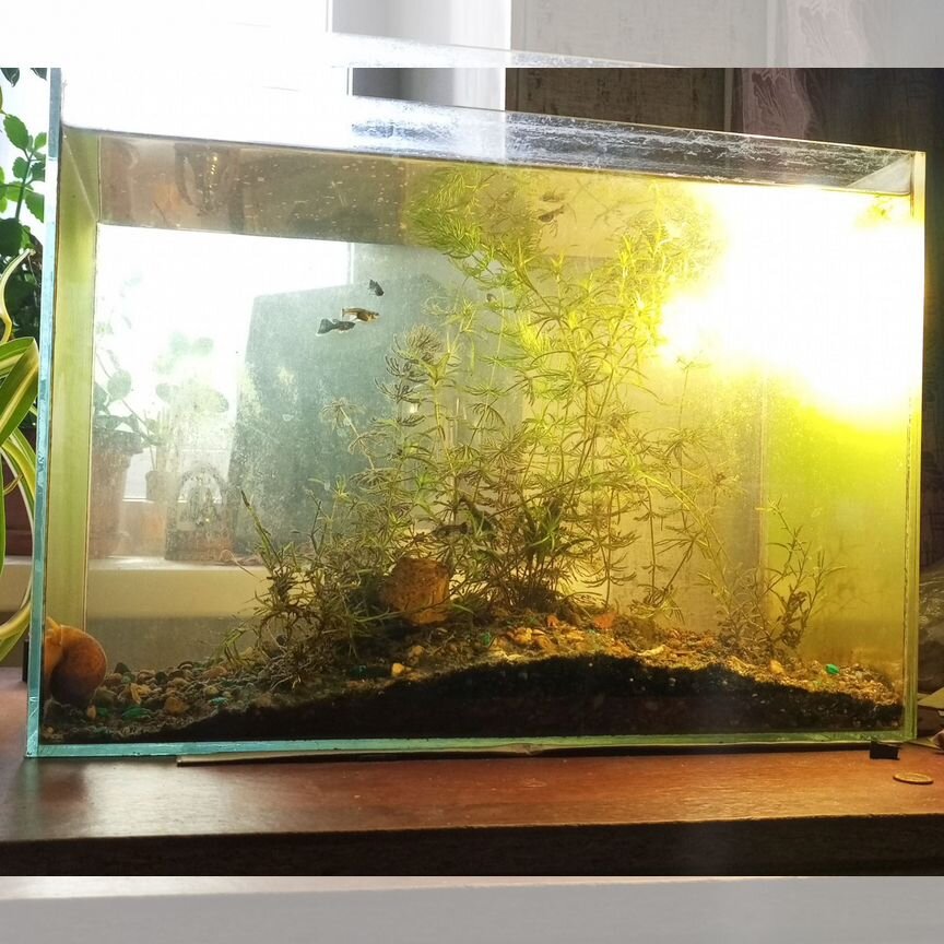 Аквариум с рыбками