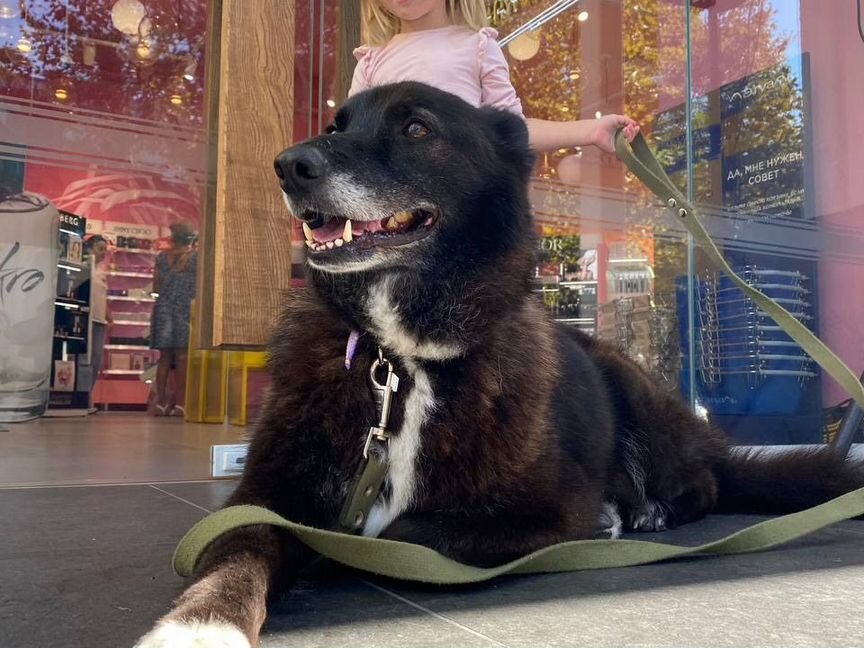 Милашка ищет дом в дар