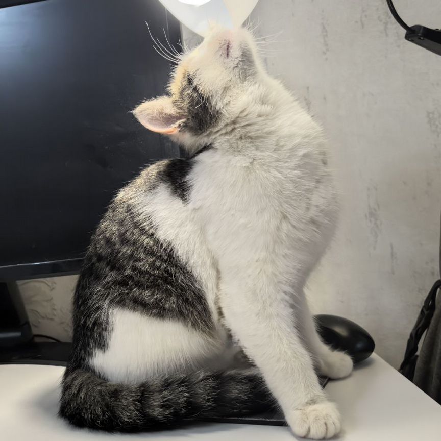 Котенок