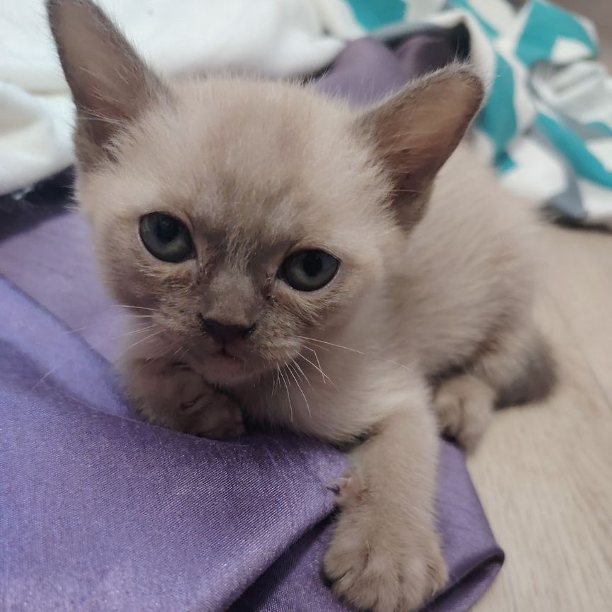 Европейский бурманский котёнок
