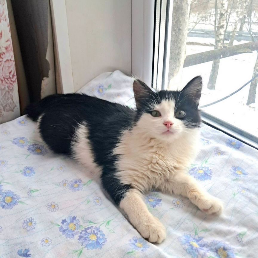 Котёнок-девочка снова попадёт на улицу