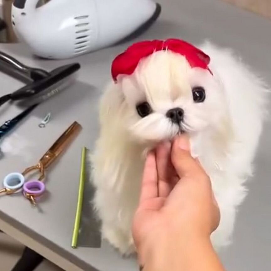 Микро племенной кобель из Кореи