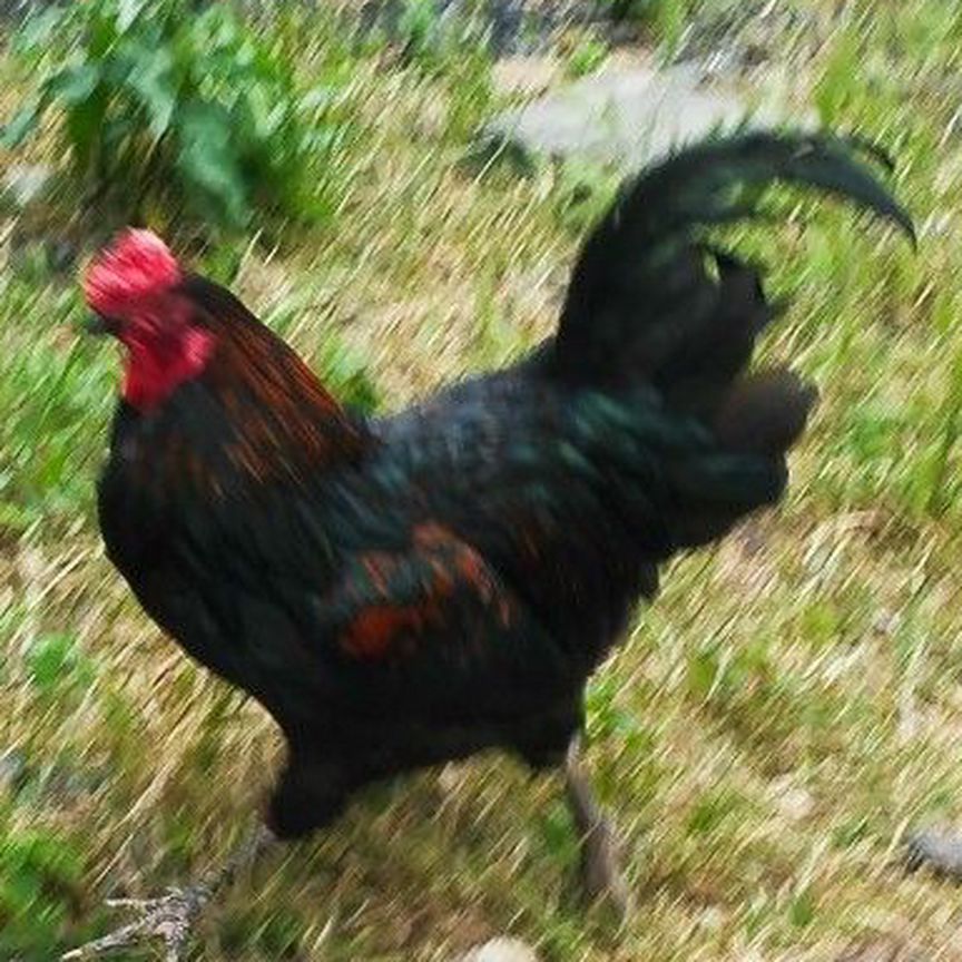 Куры и петухи домашние