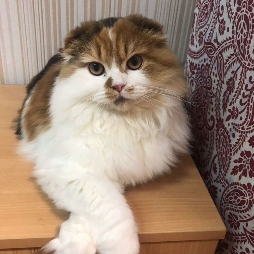 Хайленд фолд в добрые руки