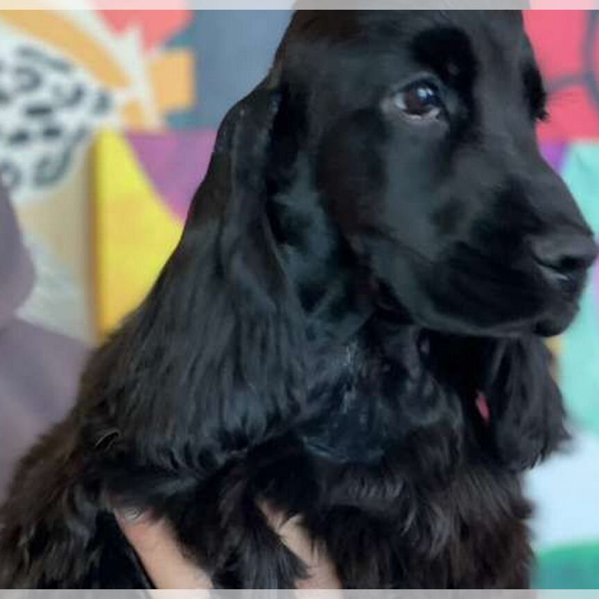 Английский кокер-спаниель, взрослая собака