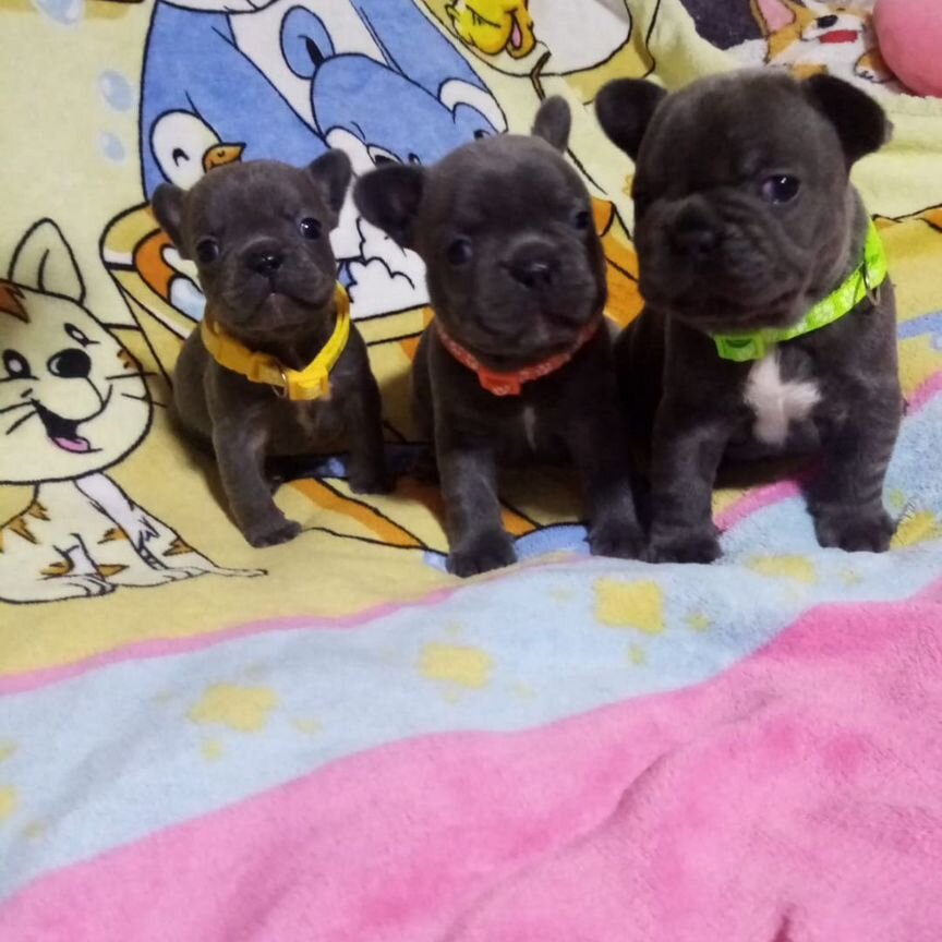 Девченки француженки