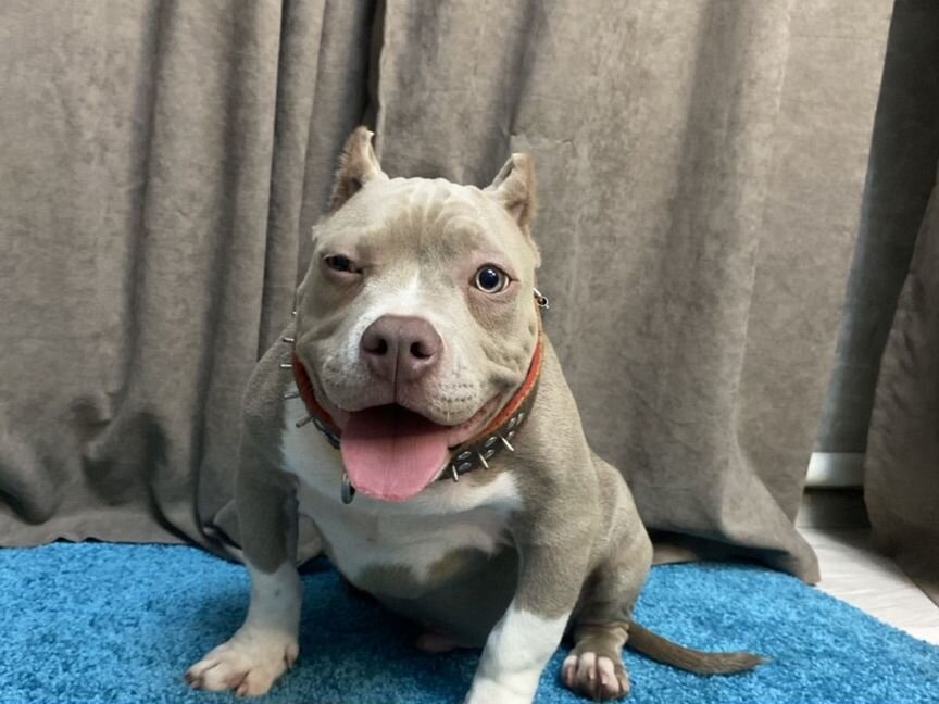 Американский булли покет редкого окраса 3мес