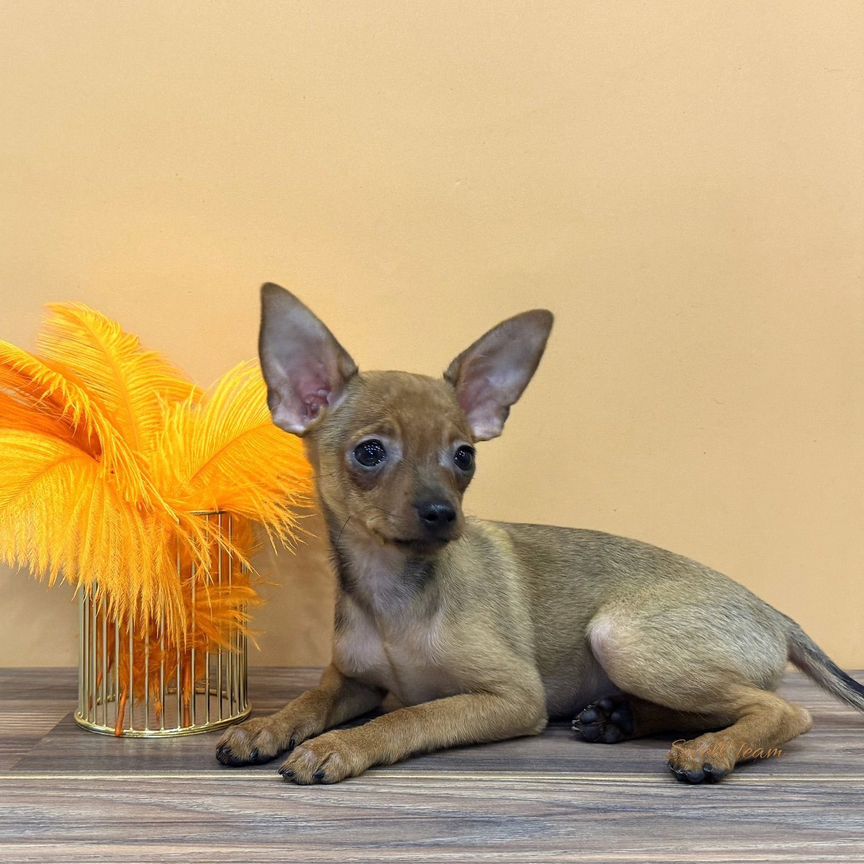 Русский той-терьер, щенок