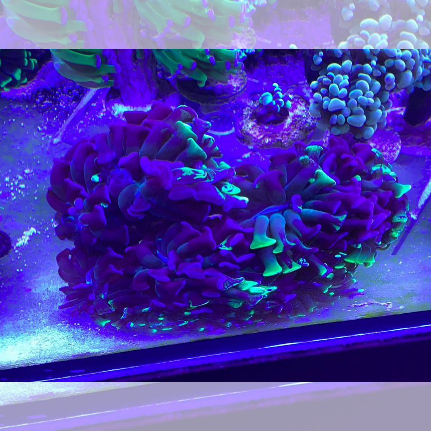 Продам Эуфилию