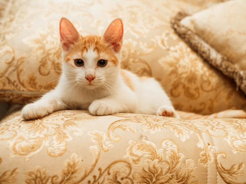 Котенок,котеночек