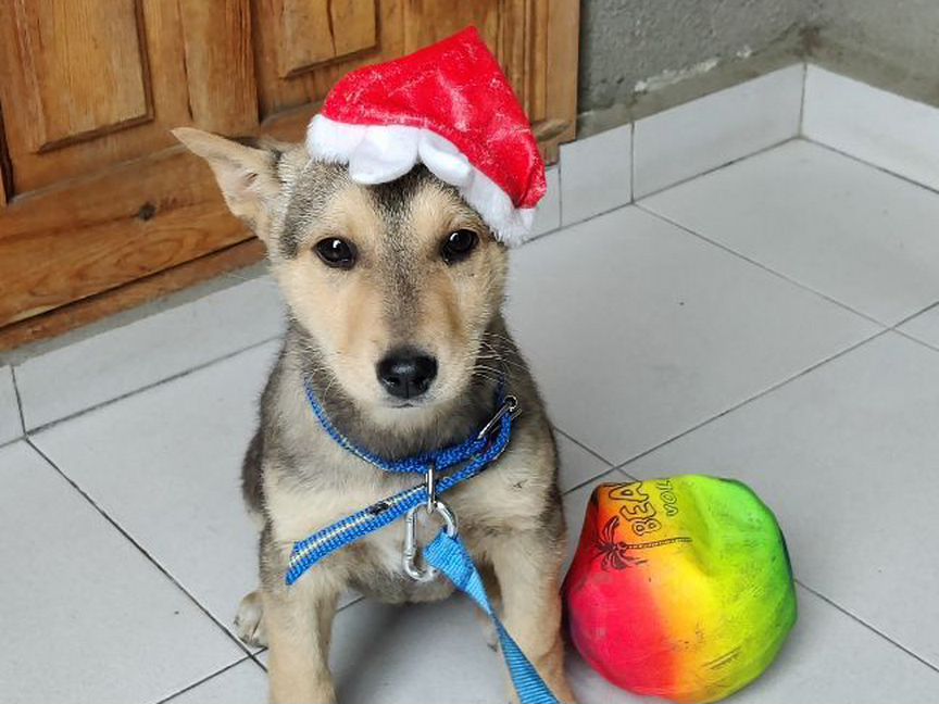 Умка-чудо щенок в добрые руки