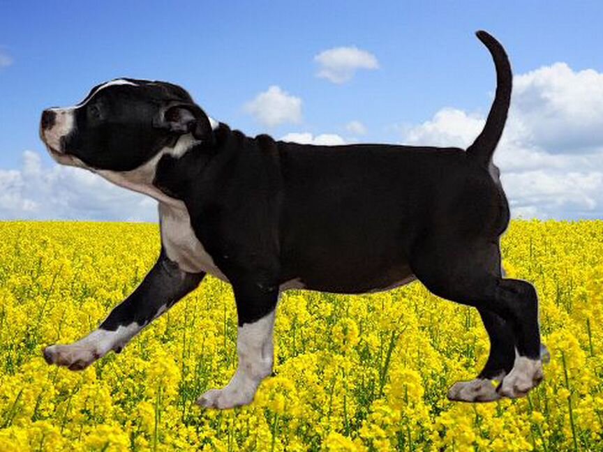 Амстафф щенок (девочка)