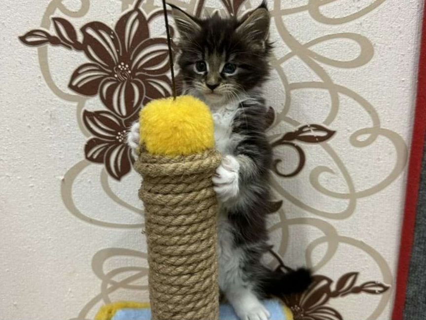 Котята тигрята