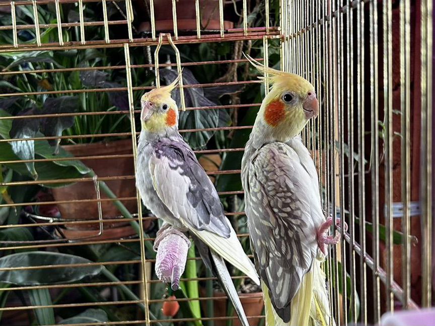 Попугай корелла