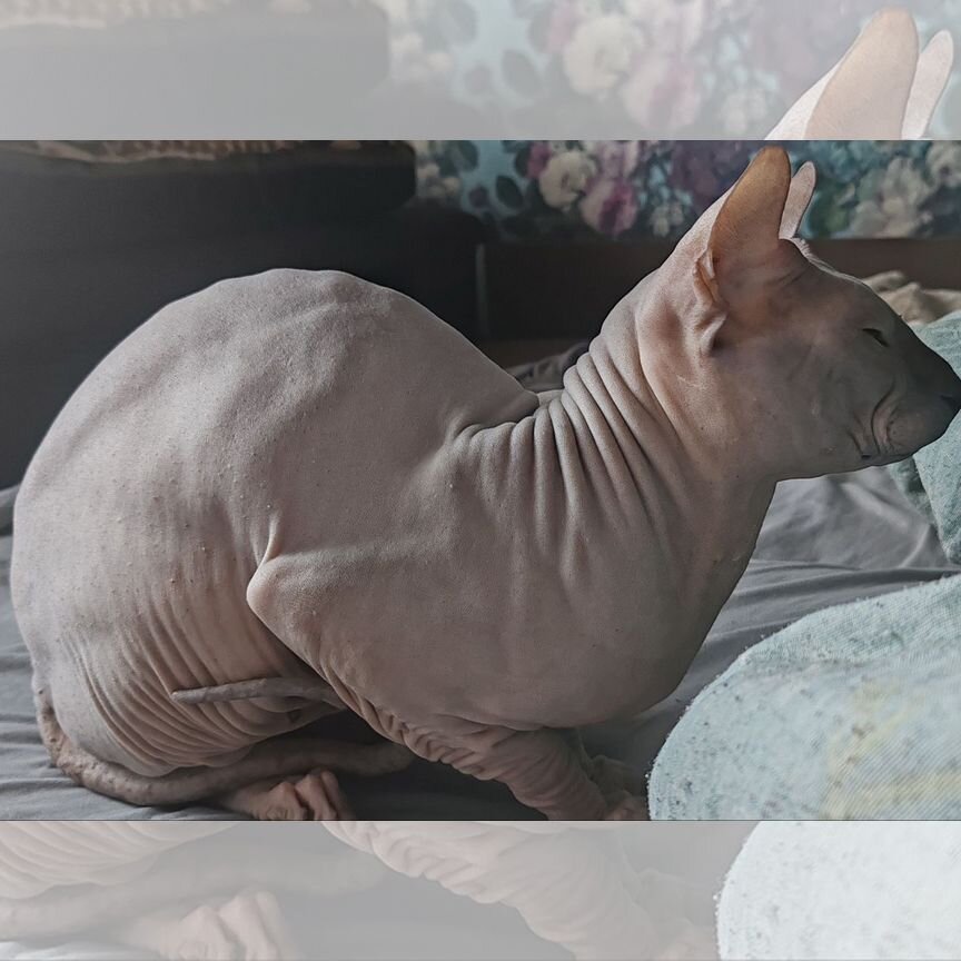 Канадский сфинкс, взрослый кот