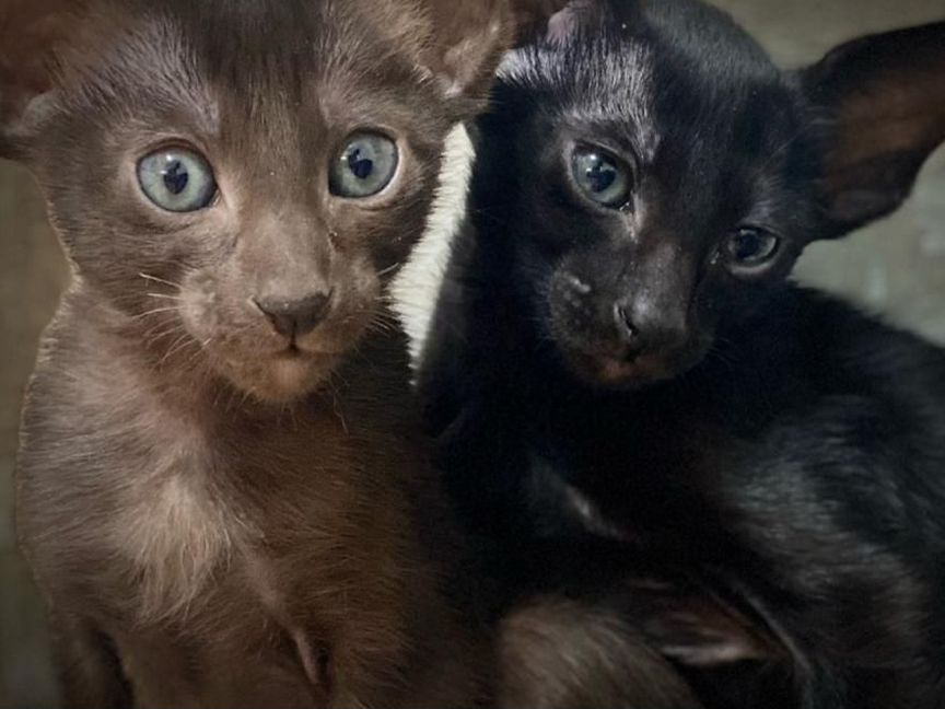 Ориентальные котята, девочки