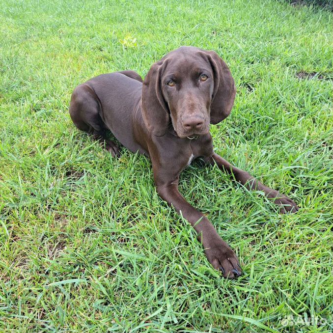 Щенок курцхаар от рабочих родителей