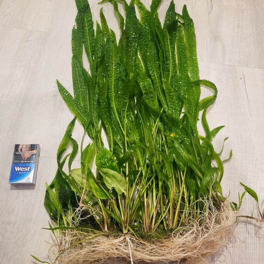 Растения для аквариума 2 кучки после прополки