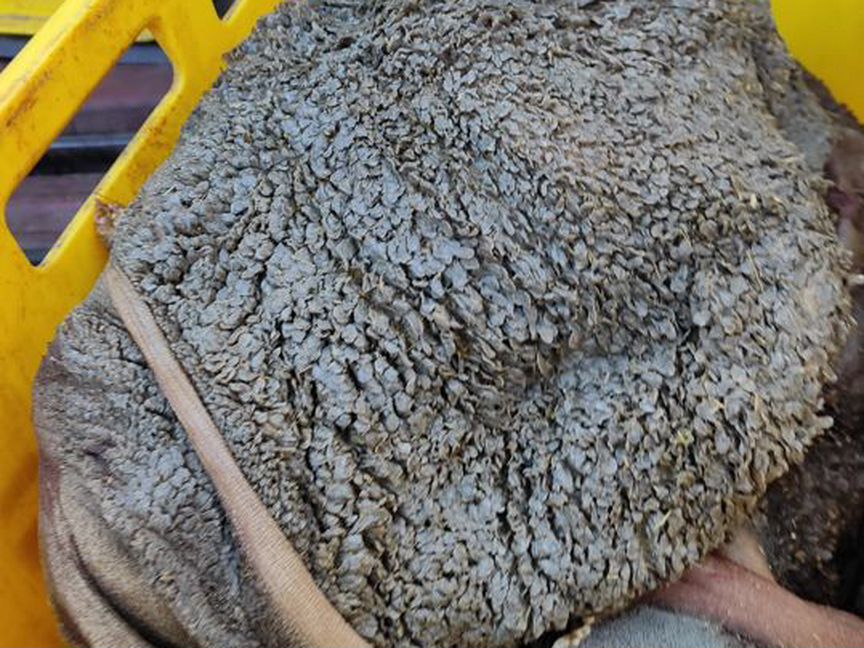 Рубец для хищников и другие субпродукты