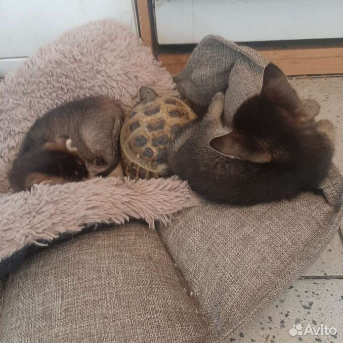 Котята чаузи(гибрид)