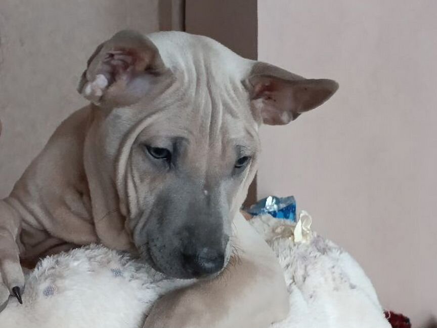 Тайский риджбек щенки