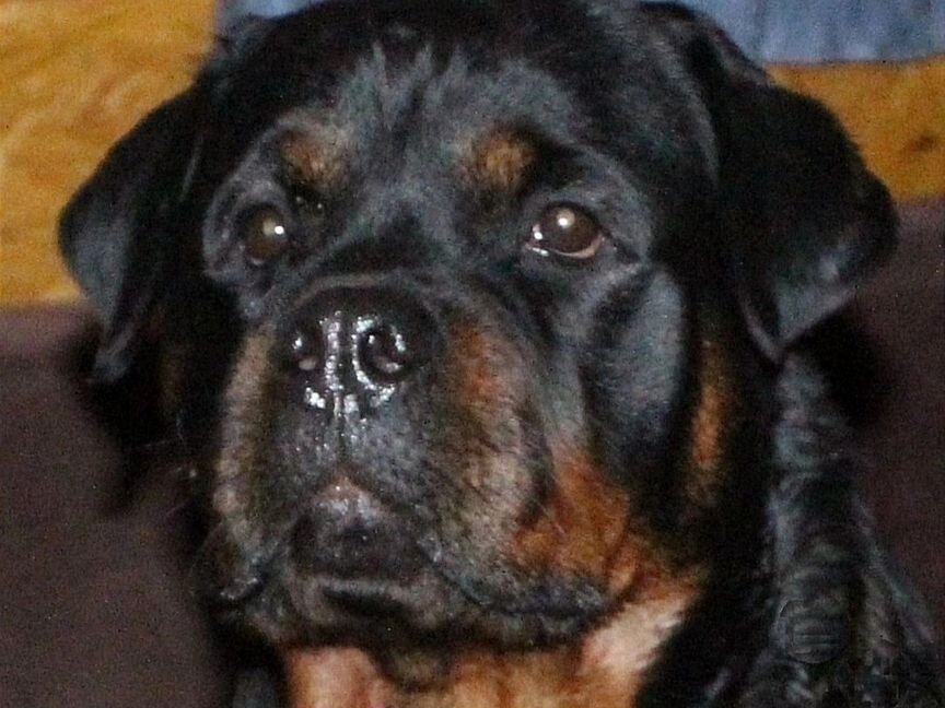 Вязка ротвейлера