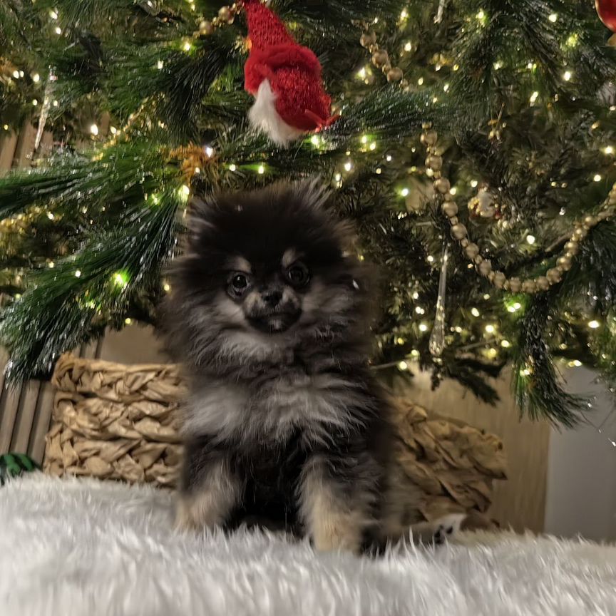 Померанский шпиц, щенок