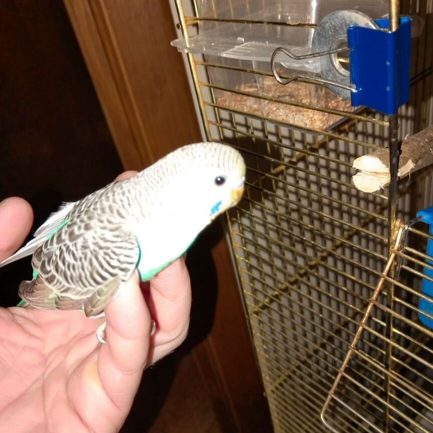 Волнистый попугай