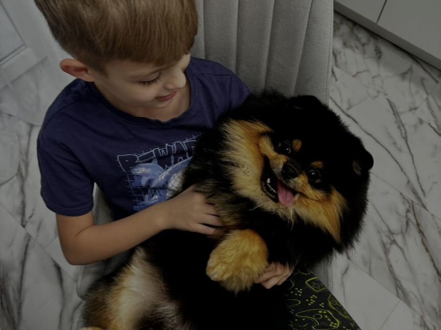 Вязка-Померанский шпиц