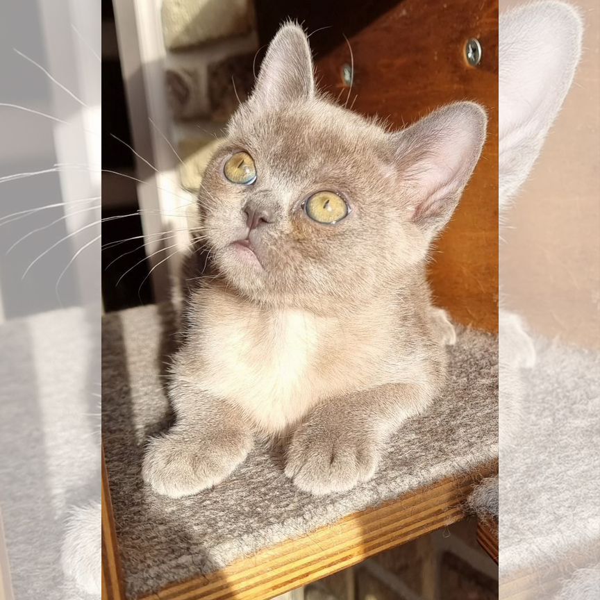 Американский бурманский котёнок