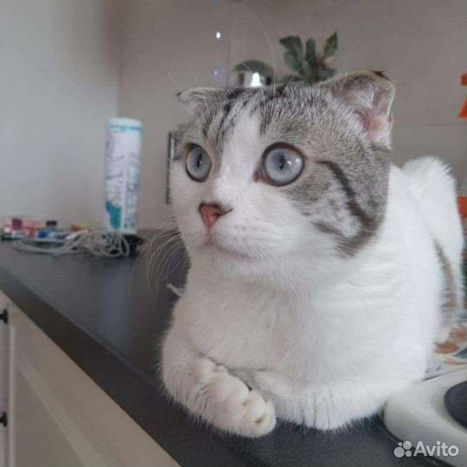 Пусика предала хозяйка