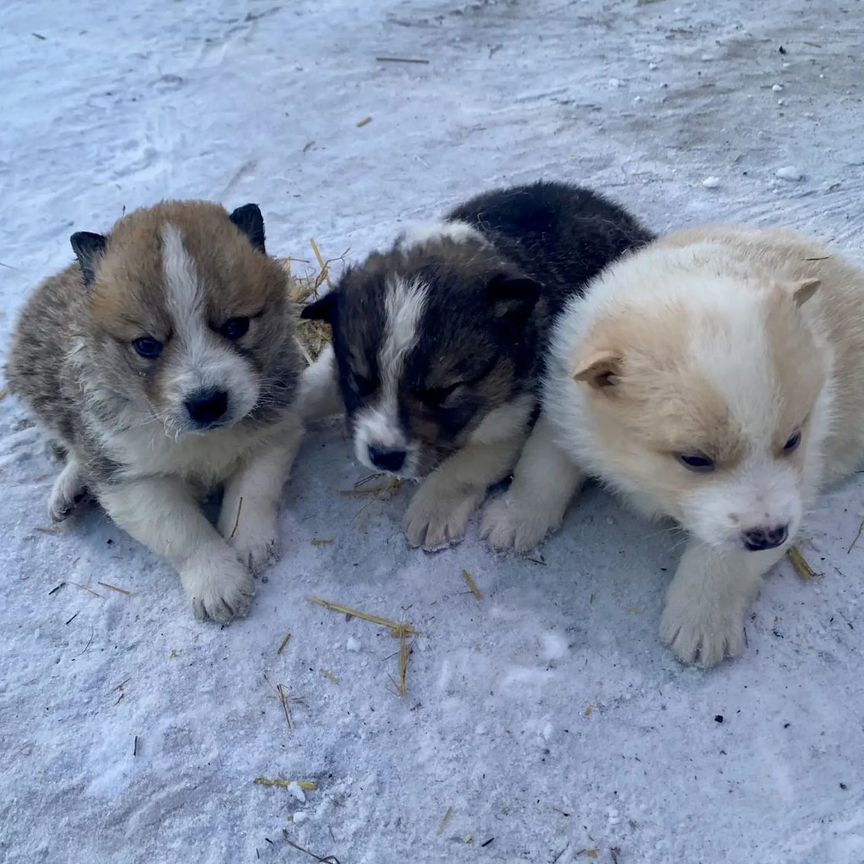 Западносибирская лайка, щенок